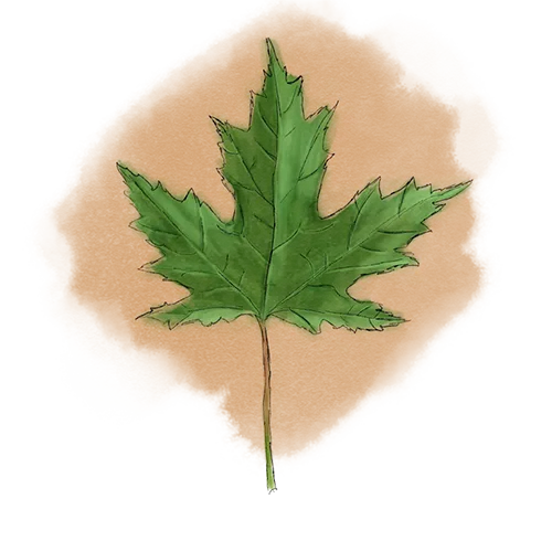 6 Examples of Flora in Elgin, IL - Lords Park Zoo